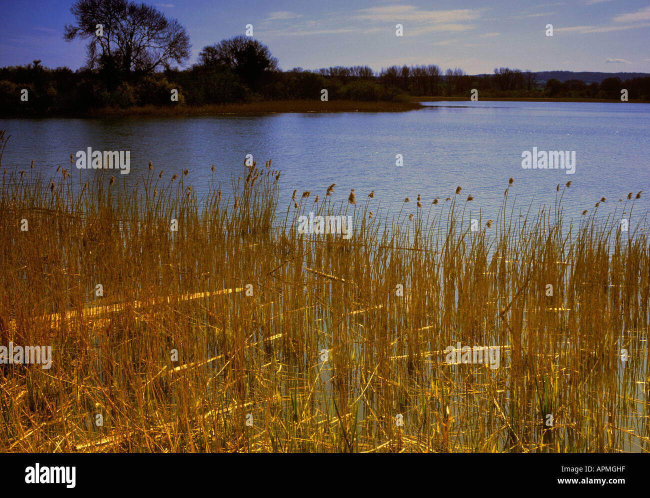 tring reservoirs the chilterns buckinghamshire home counties england ...