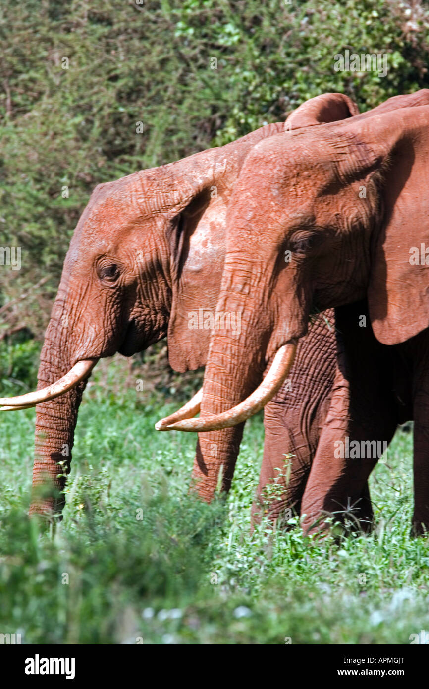 Tsavo national park elephant tusker hi-res stock photography and images ...