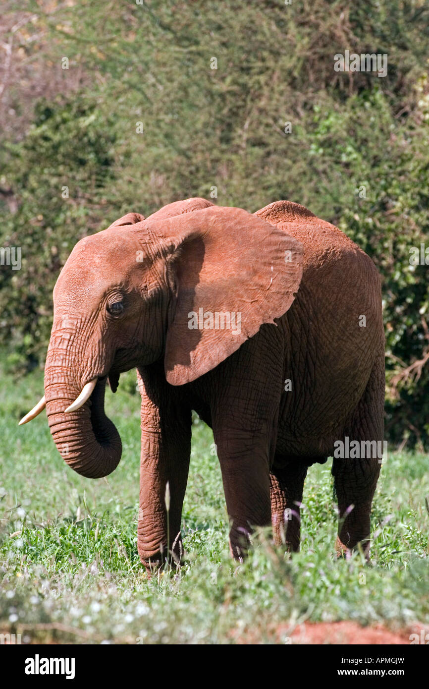 African elephant Tsavo National Park Kenya Stock Photo - Alamy