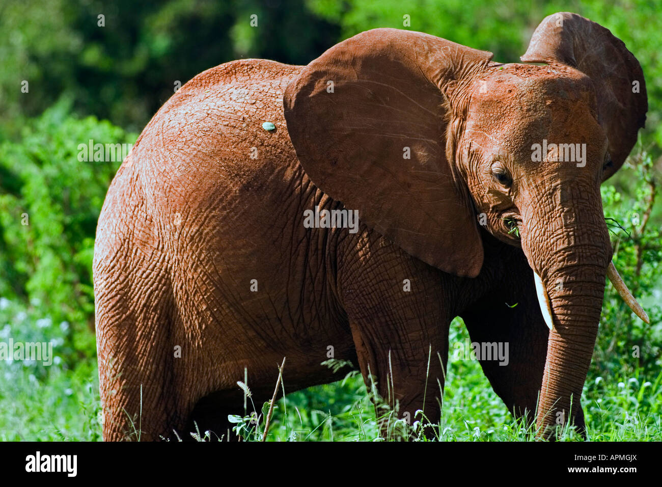 African elephant Tsavo National Park Kenya Stock Photo - Alamy