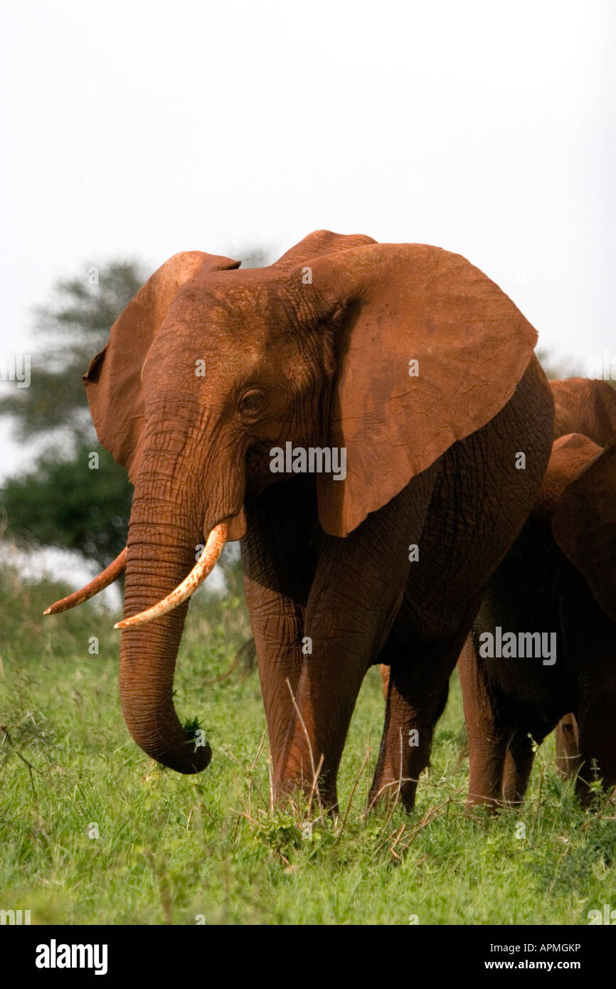 African elephant Tsavo National Park Kenya Stock Photo - Alamy