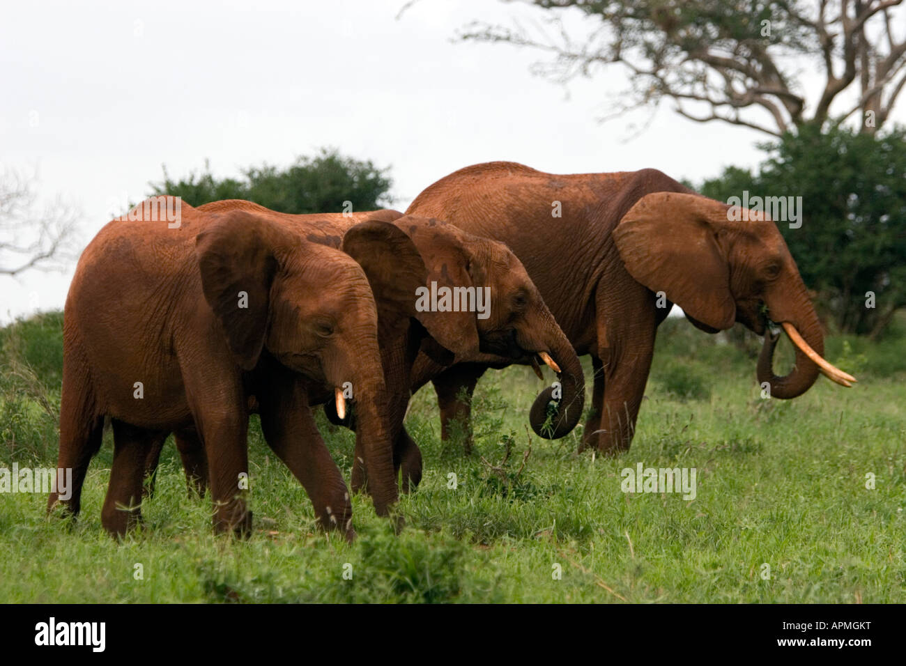 African elephant Tsavo National Park Kenya Stock Photo - Alamy