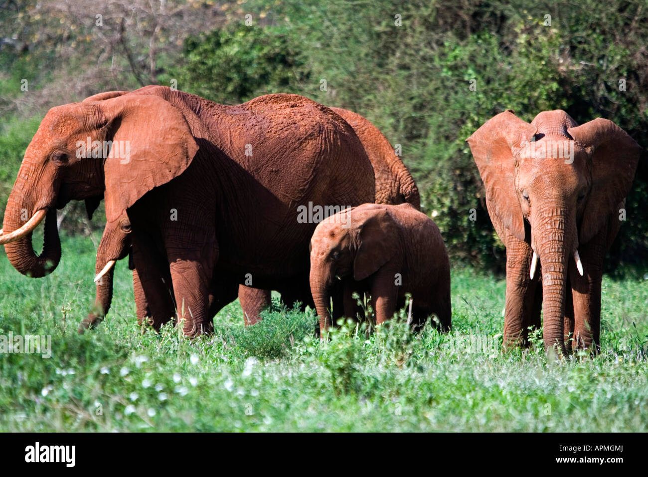 African elephant Tsavo National Park Kenya Stock Photo - Alamy
