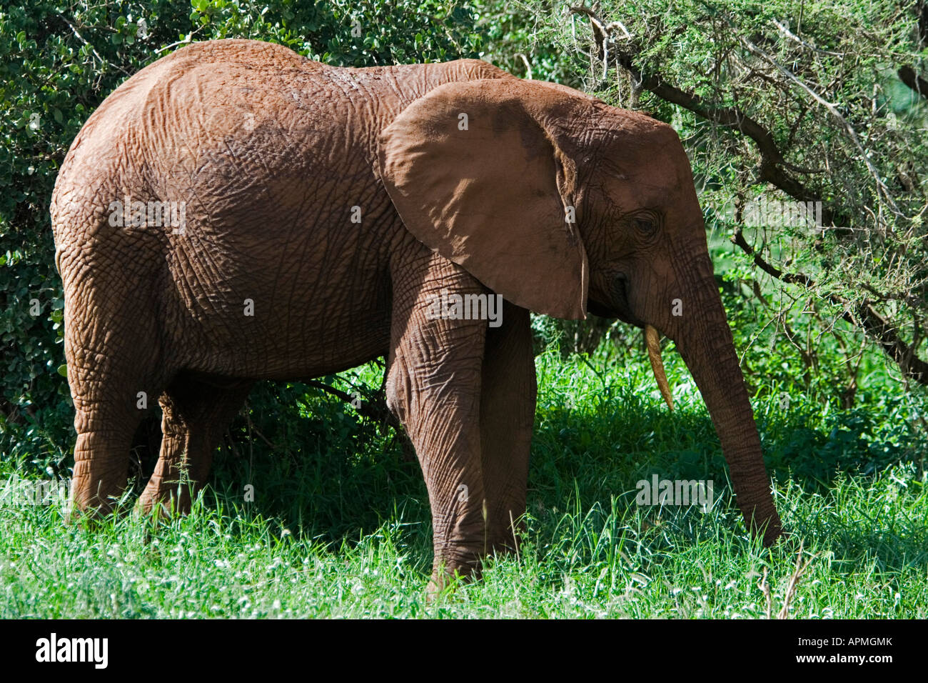 African elephant Tsavo National Park Kenya Stock Photo - Alamy