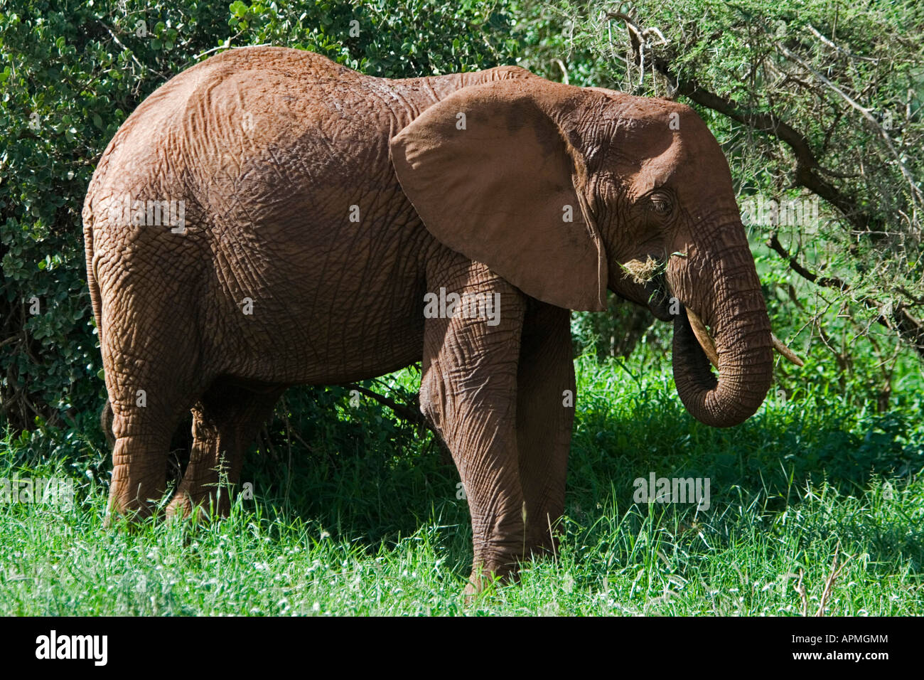 African elephant Tsavo National Park Kenya Stock Photo - Alamy