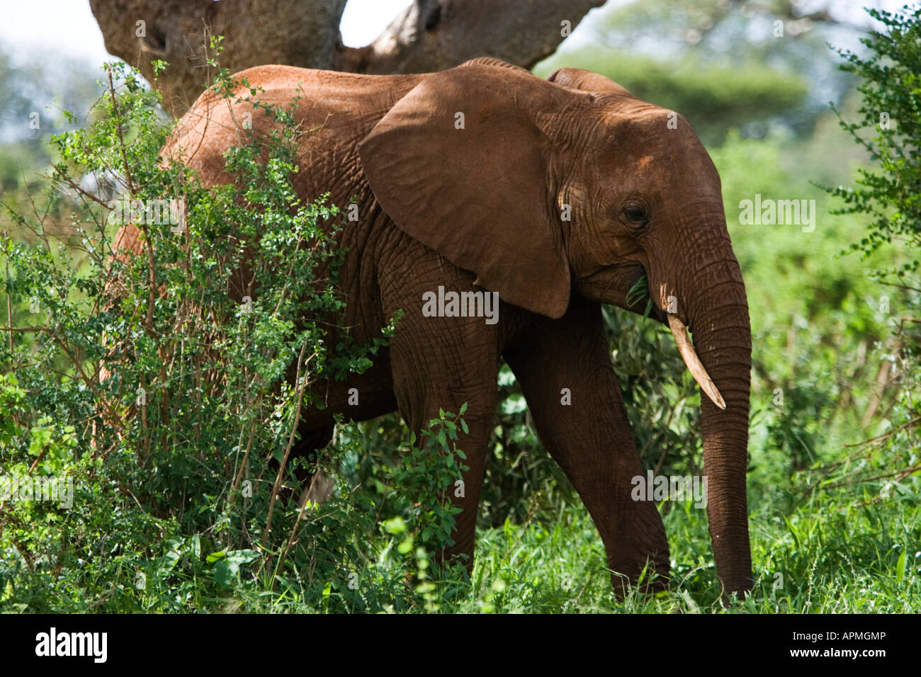 Tsavo national park elephant tusker hi-res stock photography and images ...