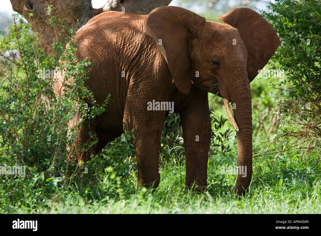 African elephant Tsavo National Park Kenya Stock Photo - Alamy