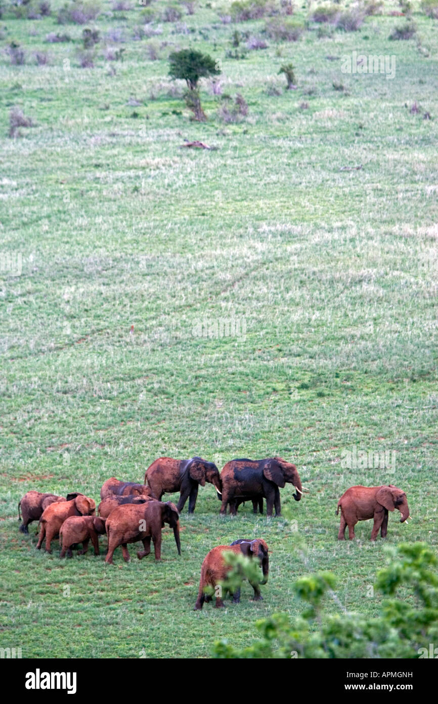 African elephant Tsavo National Park Kenya Stock Photo - Alamy