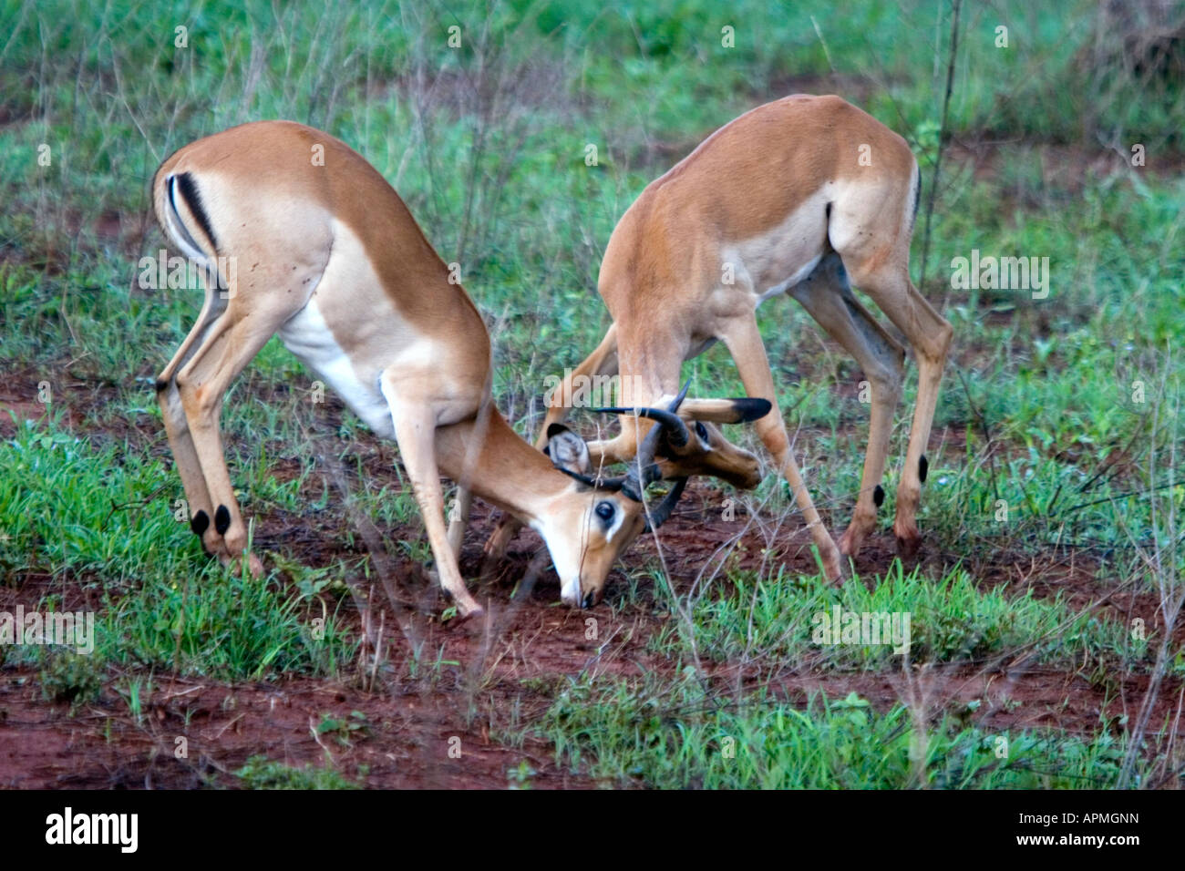 Lock horns hi-res stock photography and images - Alamy