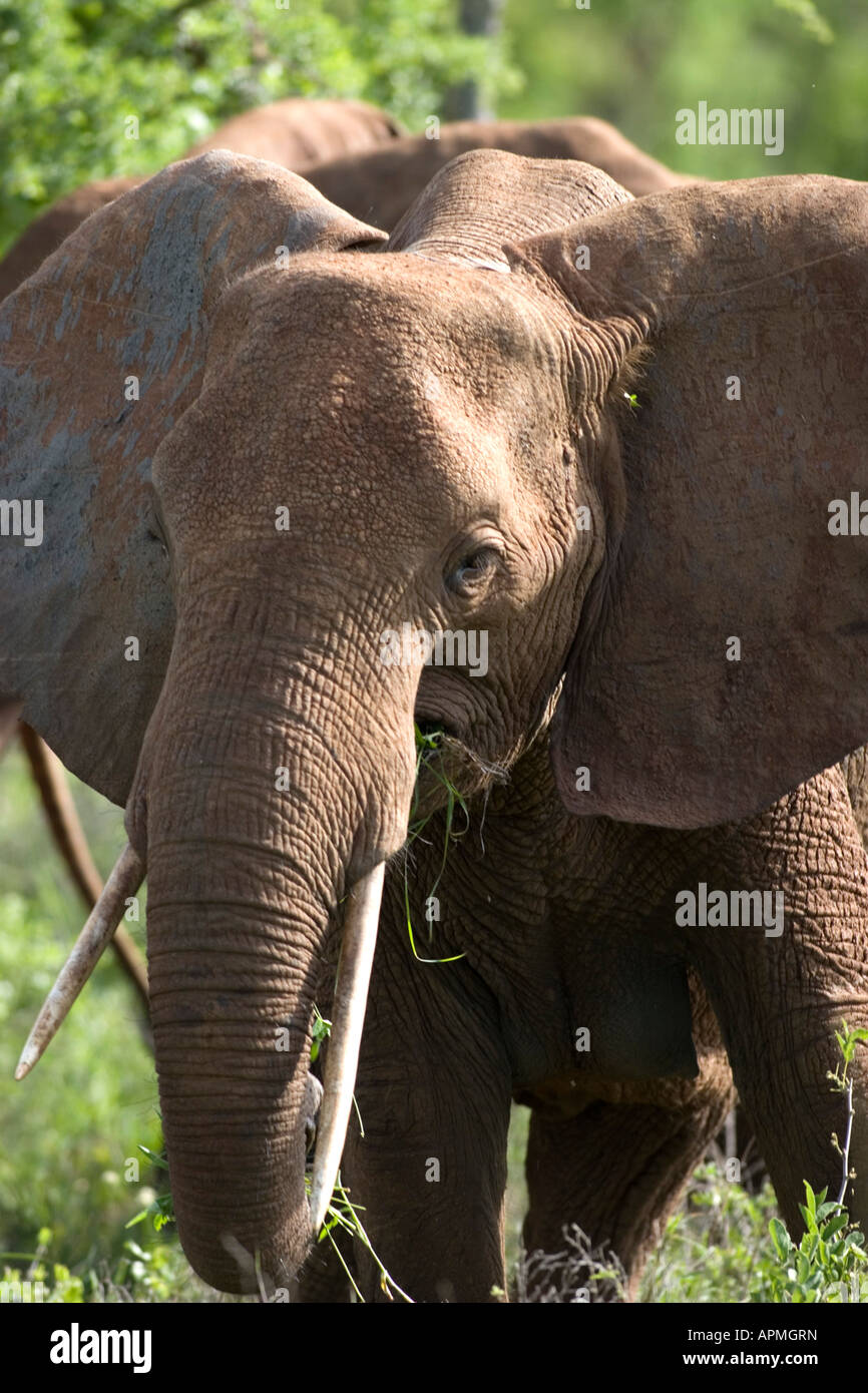 African elephant Tsavo National Park Kenya Stock Photo - Alamy