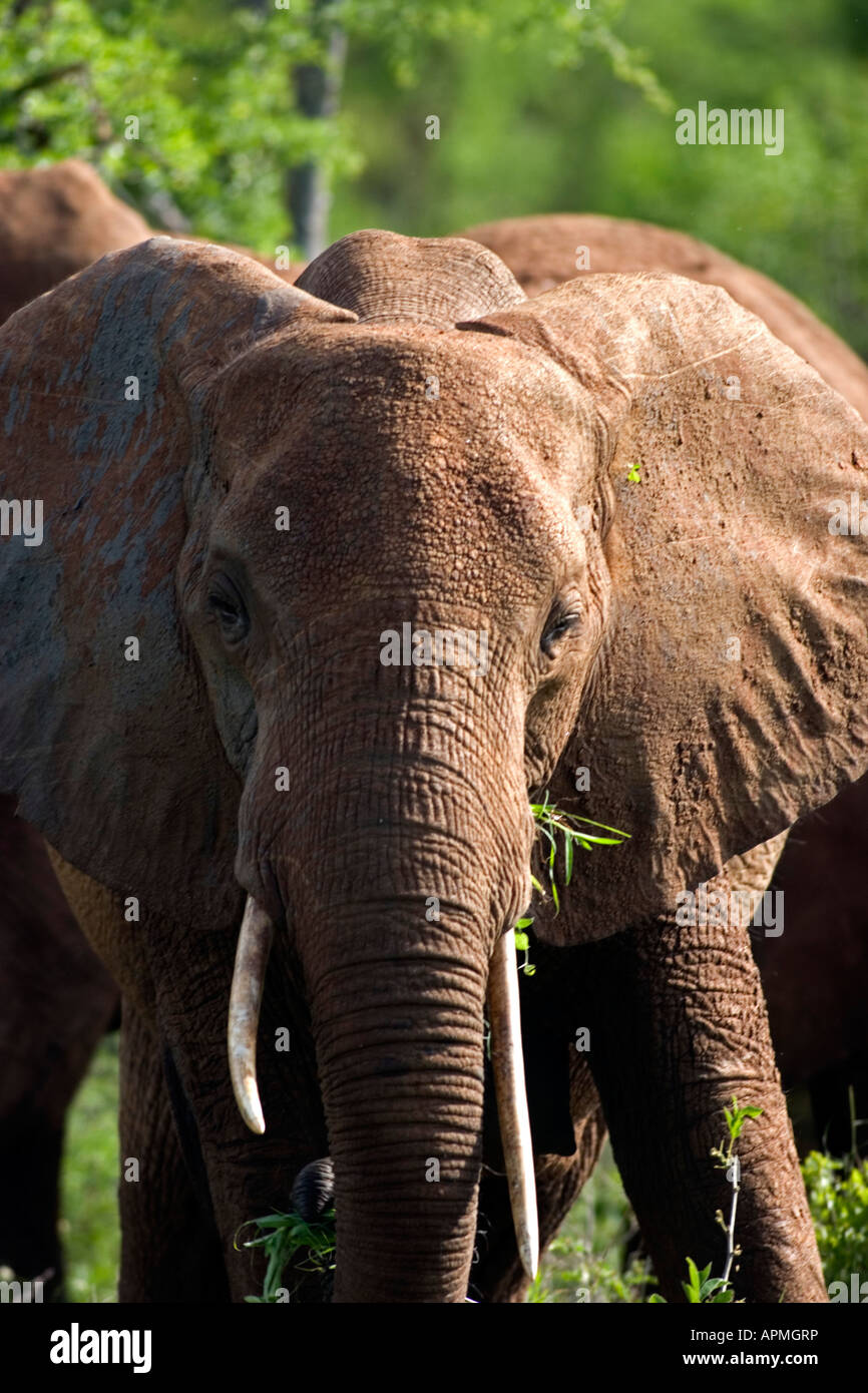 African elephant Tsavo National Park Kenya Stock Photo - Alamy