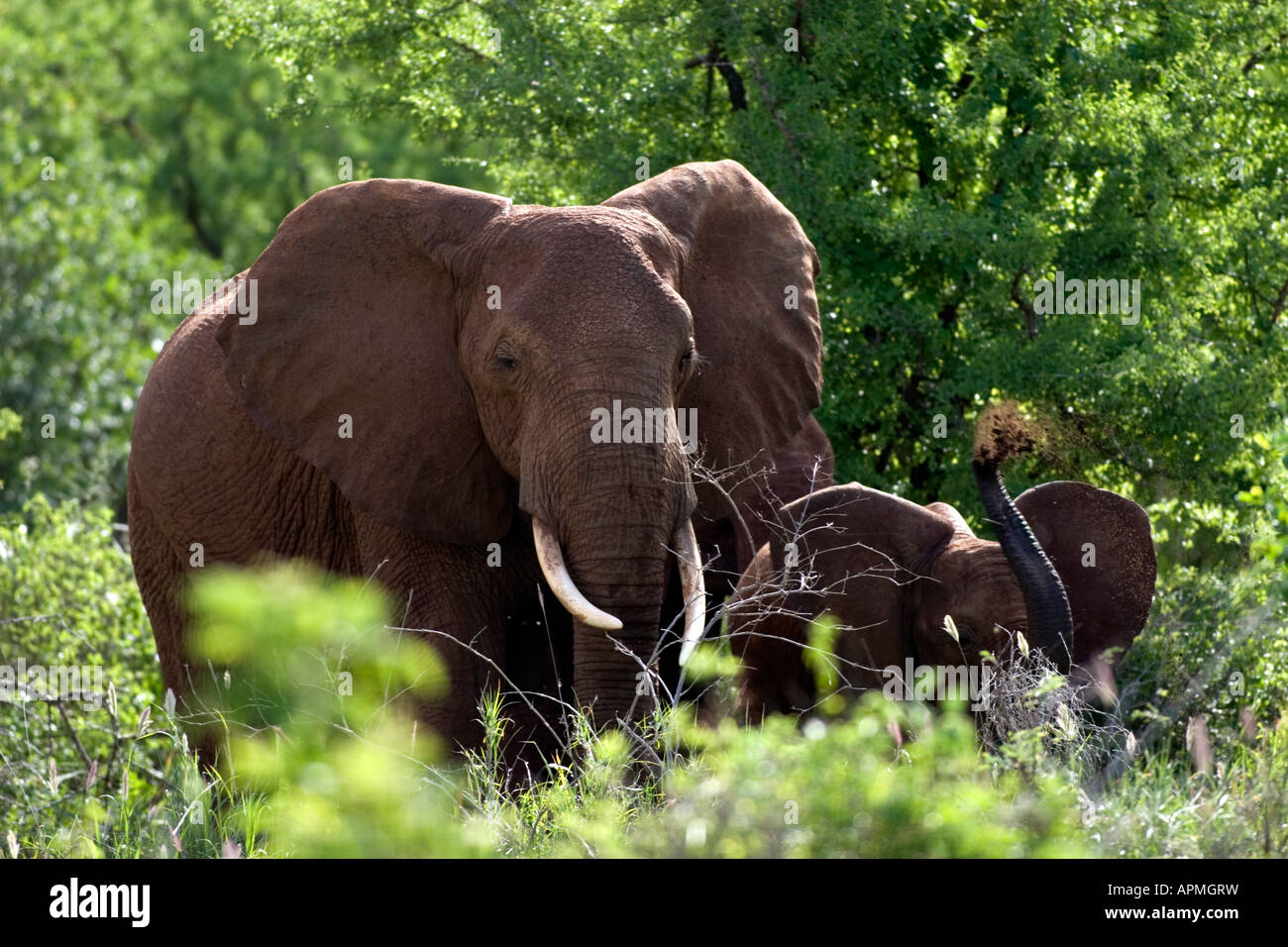 African elephant Tsavo National Park Kenya Stock Photo - Alamy