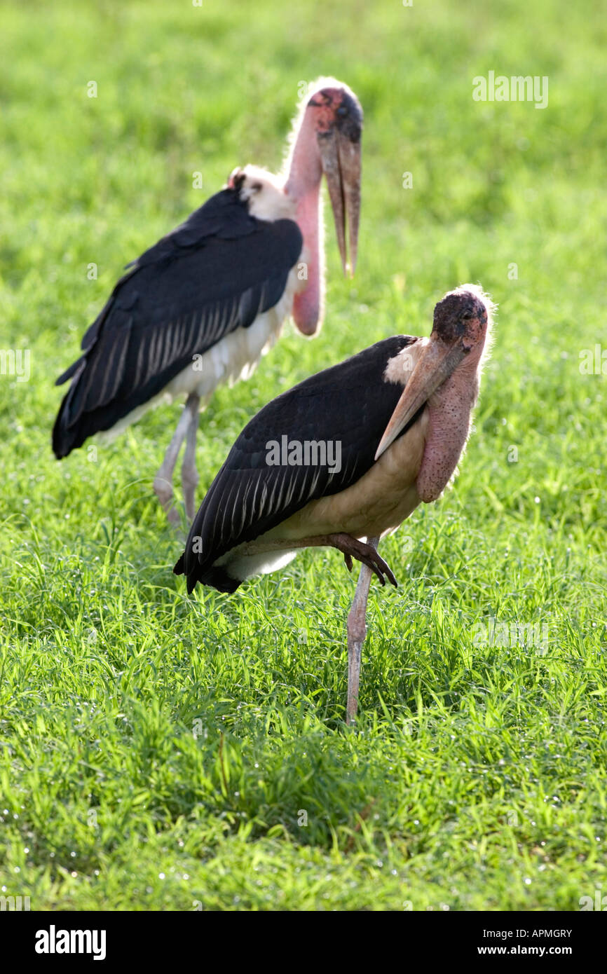 Flying marabou storks hi-res stock photography and images - Alamy