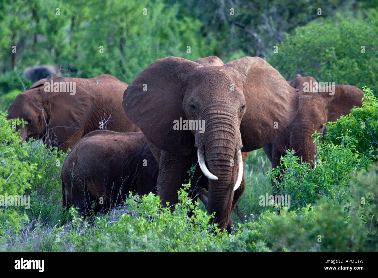 African elephants Tsavo West National Park Kenya Stock Photo - Alamy