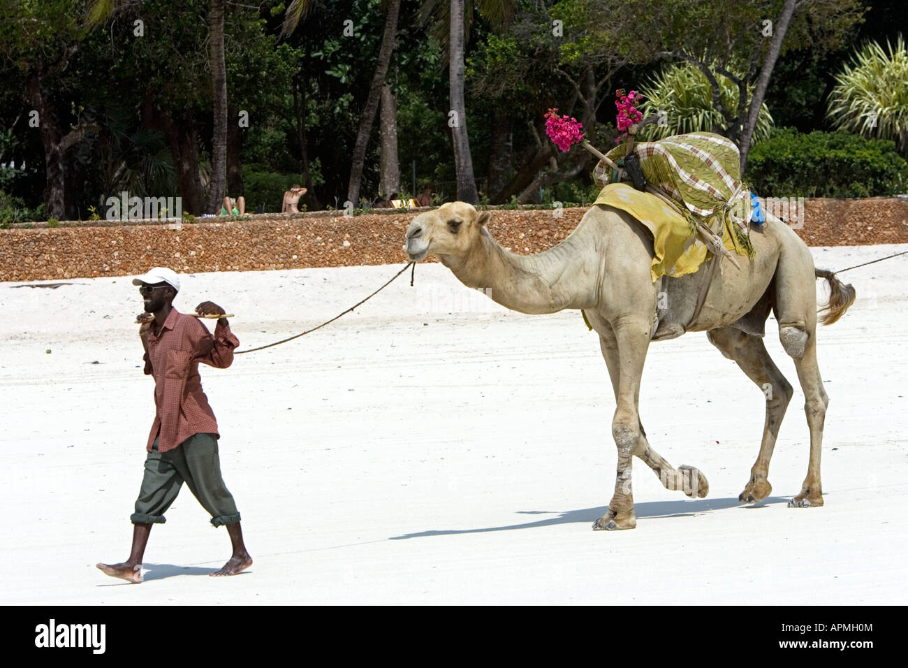 Tourist activity camel rides hi-res stock photography and images - Alamy