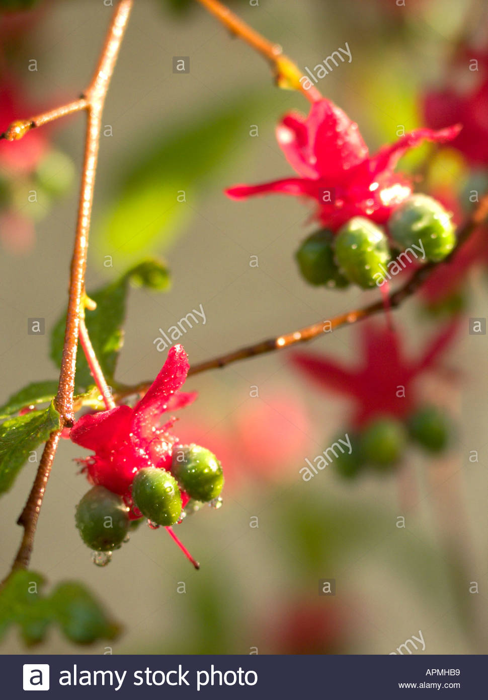 Mickey Mouse Plant High Resolution Stock Photography and Images - Alamy
