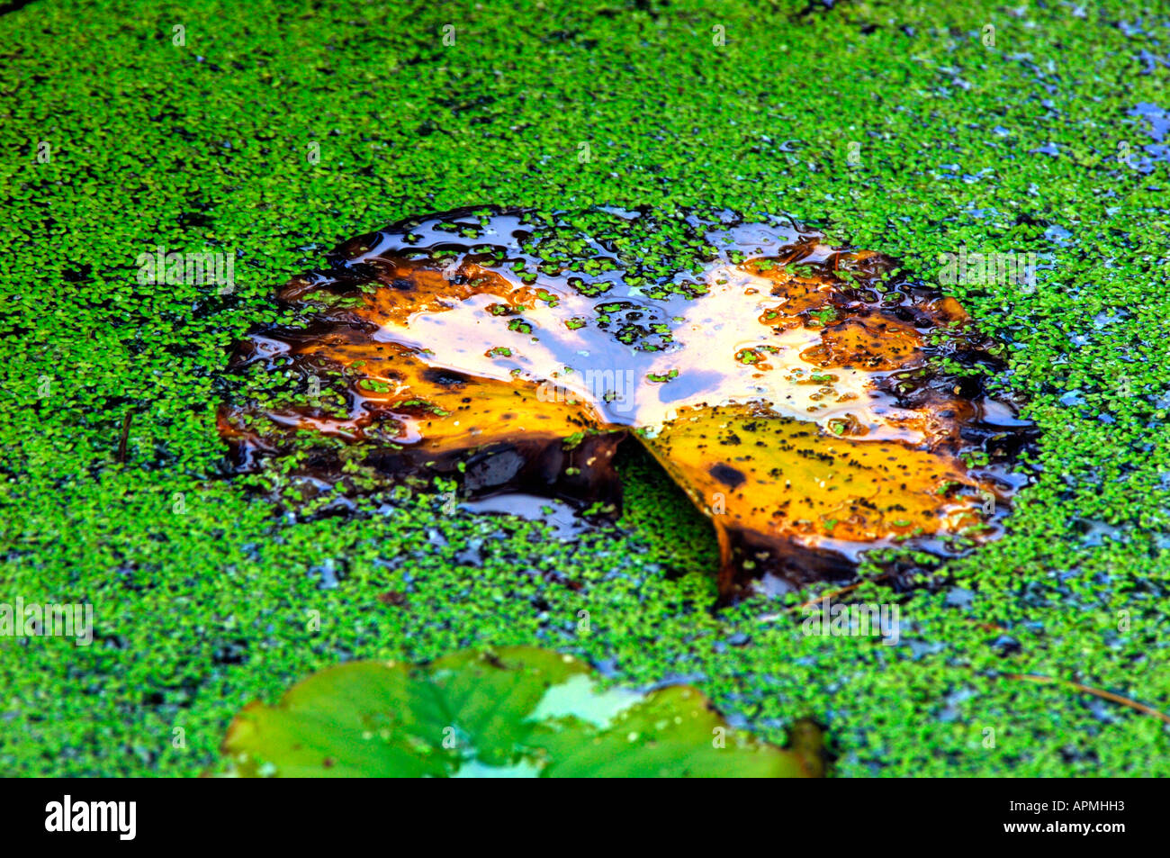 Shiny pond surface hi-res stock photography and images - Alamy