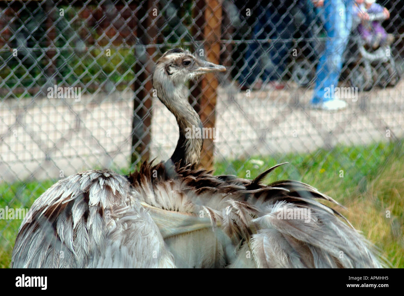 Common Rhea In A Zoo Enclosure (Rhea americana Stock Photo - Alamy