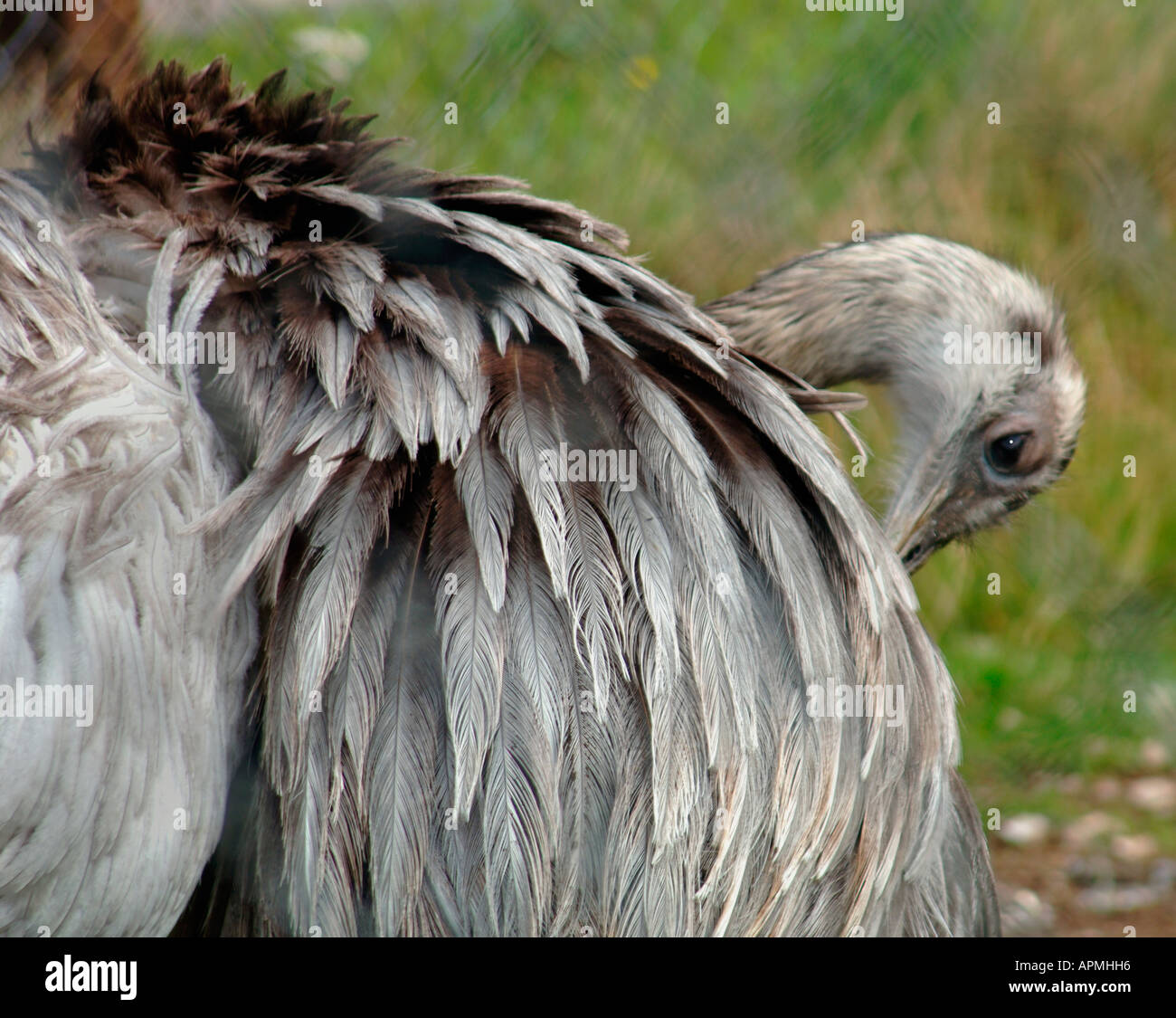 Common Rhea In A Zoo Enclosure (Rhea americana Stock Photo - Alamy