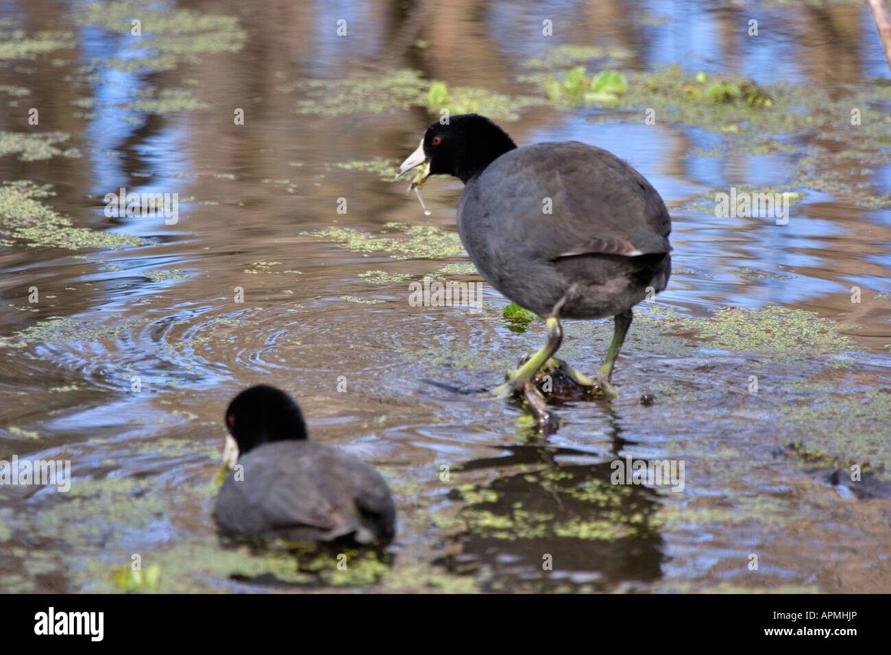 A pair of coots search for food in the marsh Stock Photo - Alamy