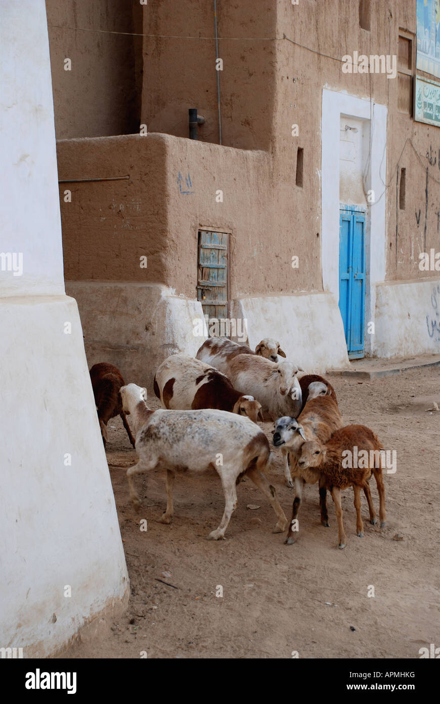 Sheep in Shibam Hadramout, Yemen Stock Photo - Alamy