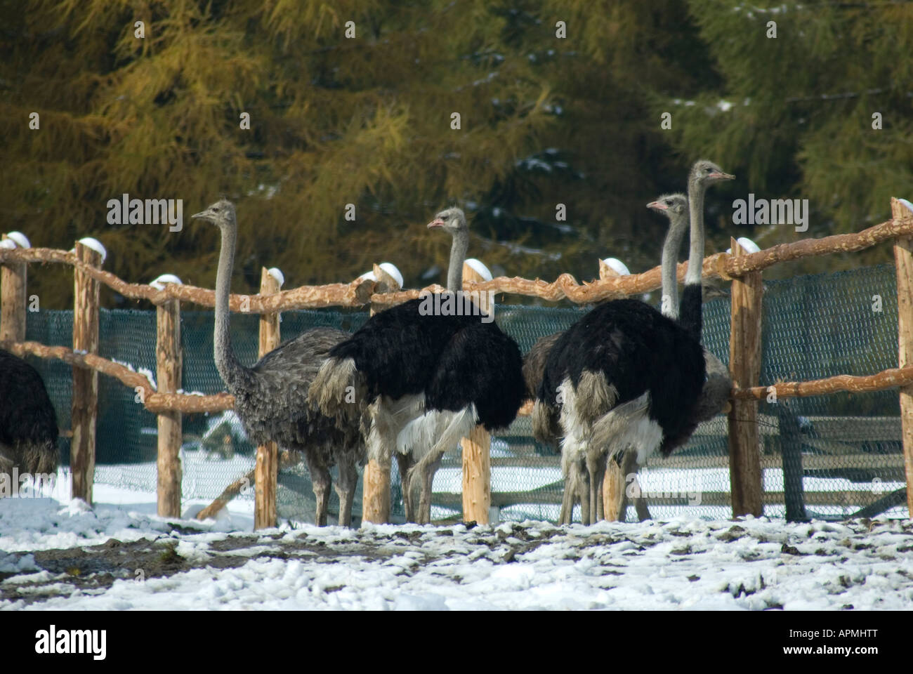 ostrich farming in poland Stock Photo - Alamy