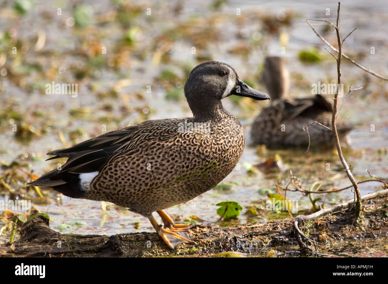 Blue-winged teal on a log Stock Photo - Alamy