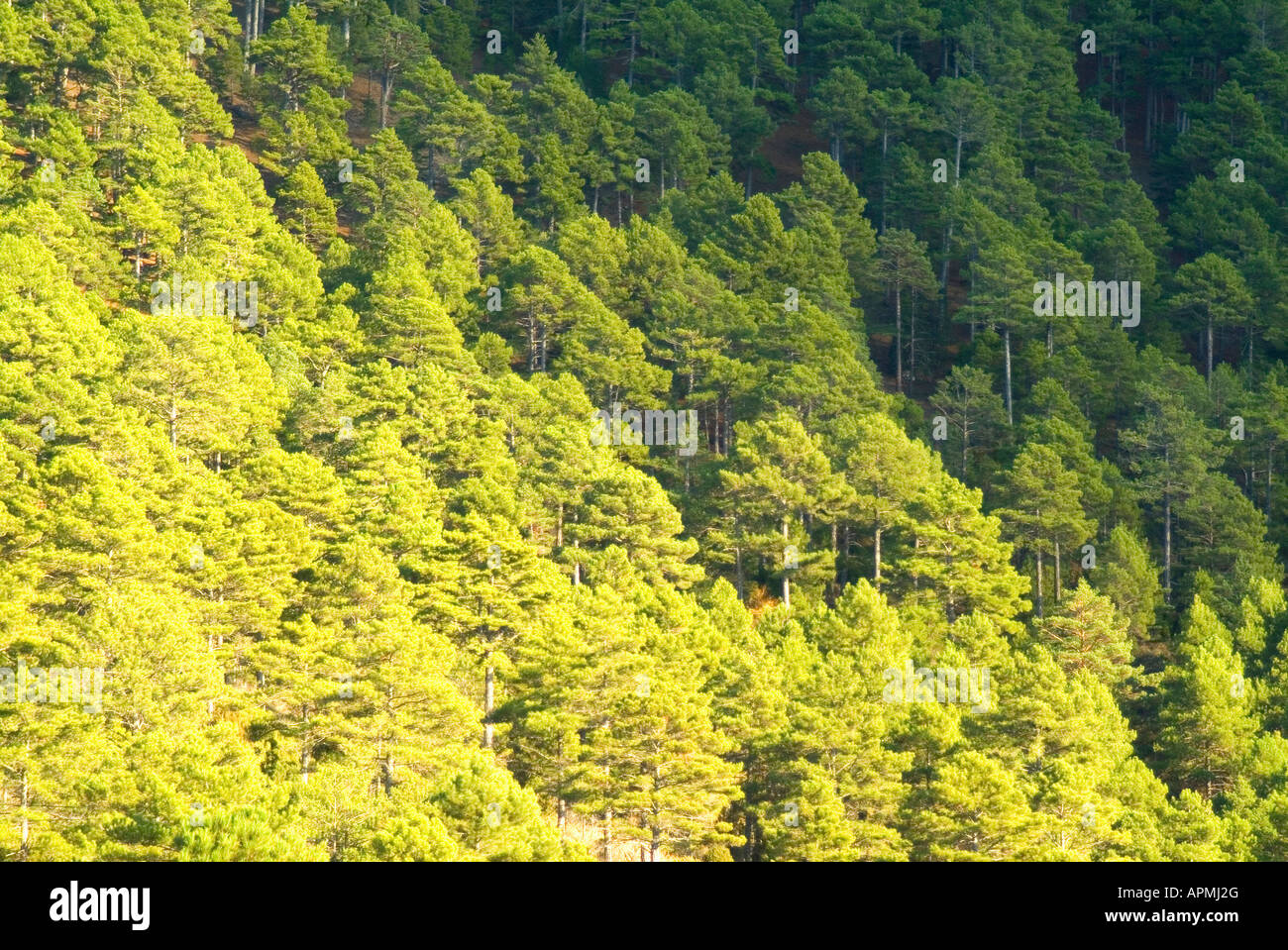 Pine tree forest. Gudar - Javalambre country. Teruel province. Spain ...