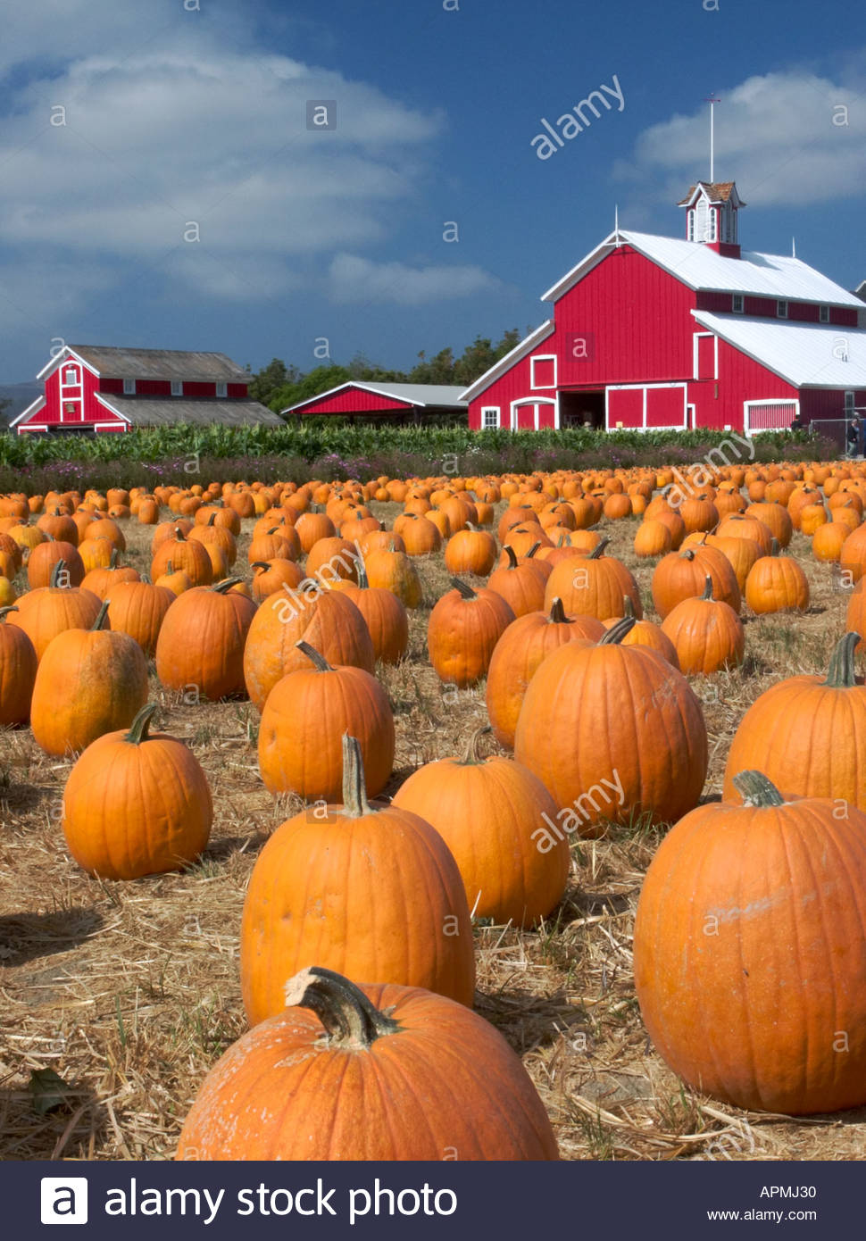 Pumpkin Patch Red Barn High Resolution Stock Photography and Images - Alamy
