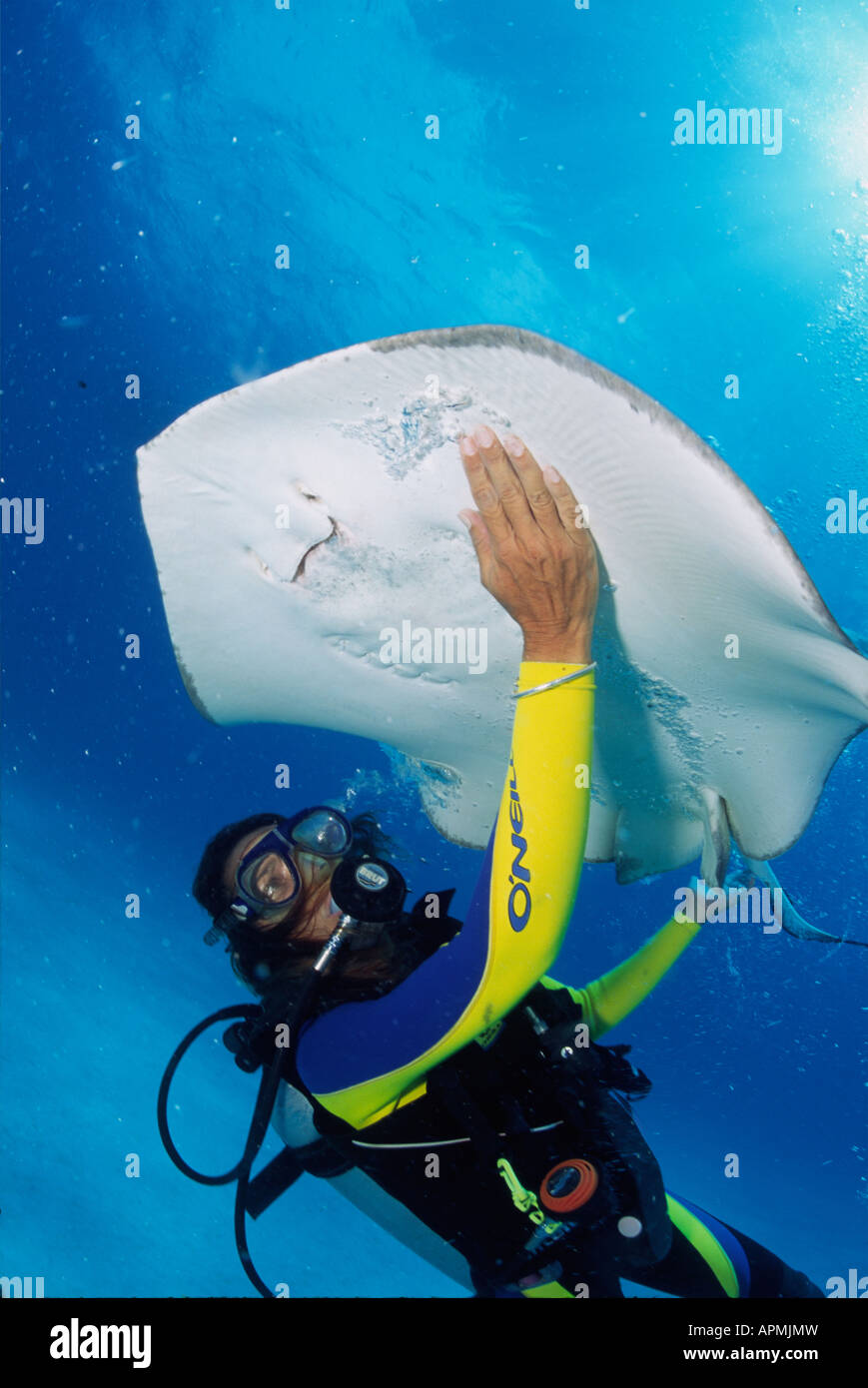divers enjoying stingray diving in Barbados Stock Photo - Alamy