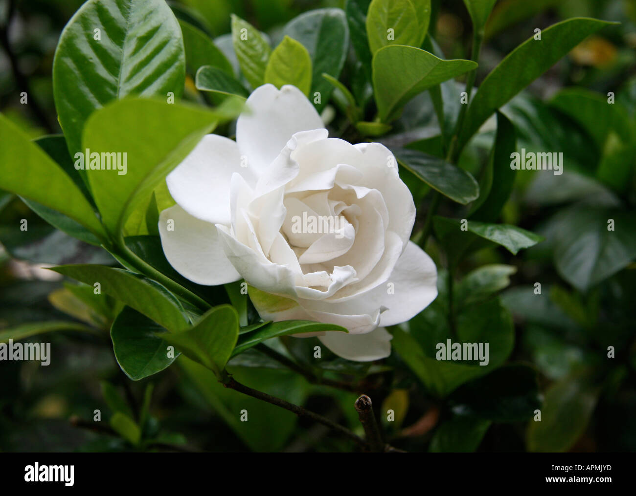 Double petal flower hi-res stock photography and images - Alamy