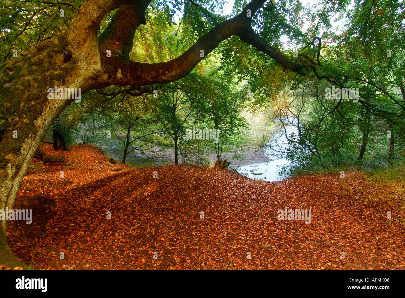 Daisy nook hi-res stock photography and images - Alamy