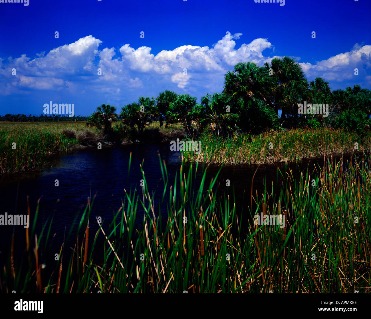 Everglades National Park in Florida showing a canal lined with palms ...