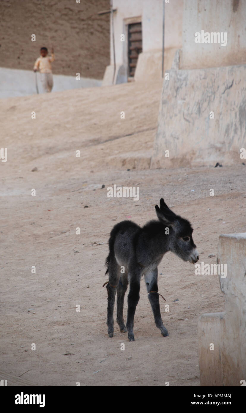 Arabic boy donkey hi-res stock photography and images - Alamy