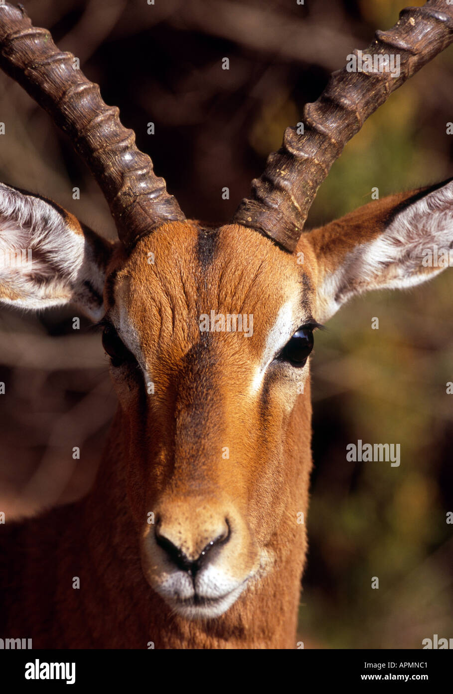 Impala Ram portrait Stock Photo - Alamy