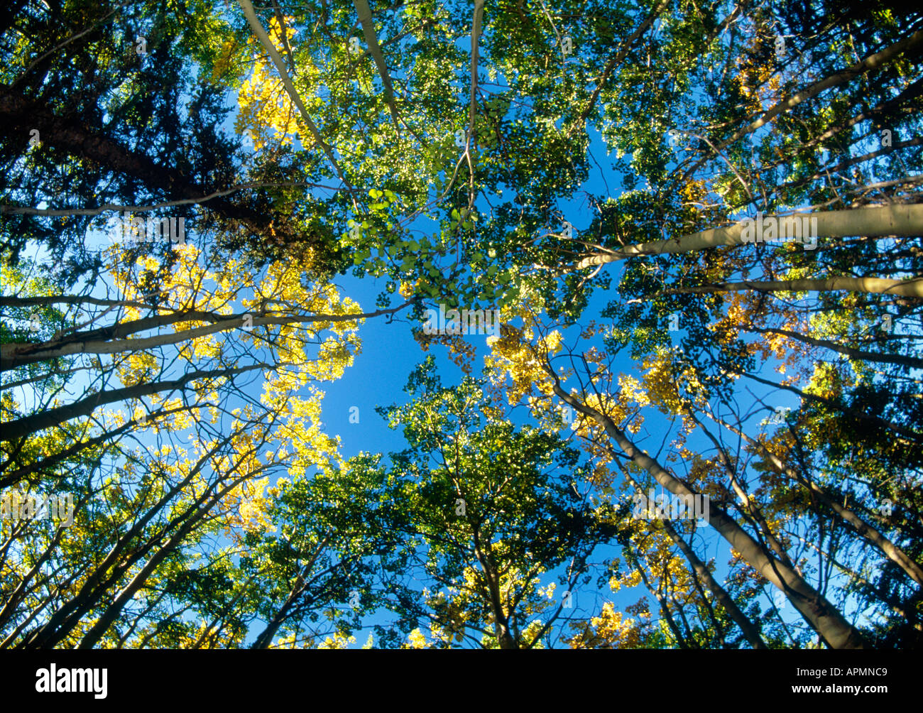 Forest canopy fisheye hi-res stock photography and images - Alamy