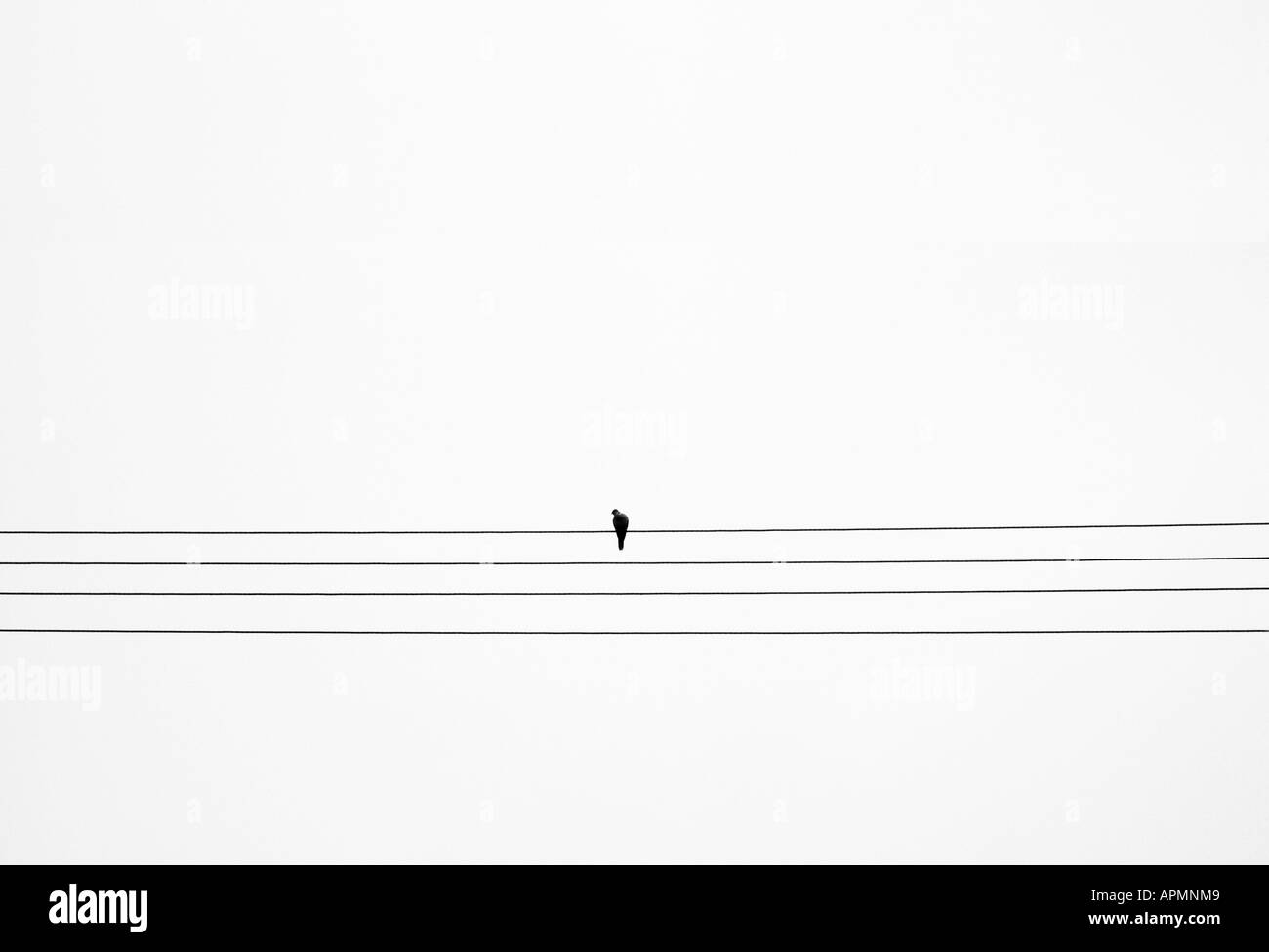 Telegraph wires Black and White Stock Photos & Images - Alamy