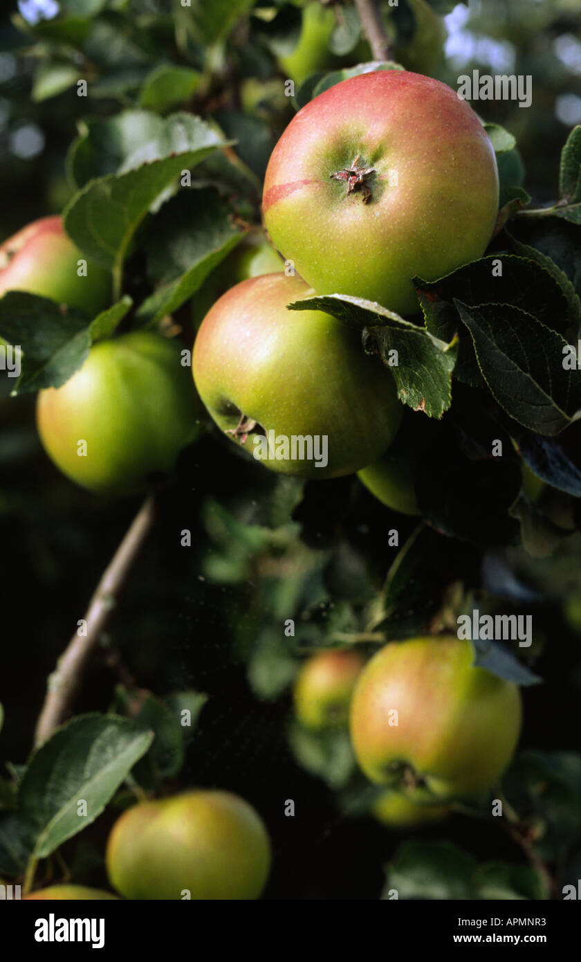 Bramley apples autumn tree hi-res stock photography and images - Alamy