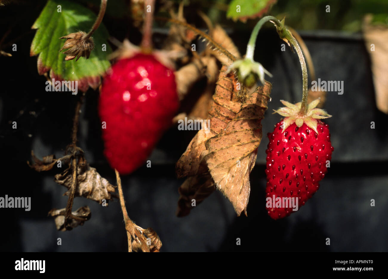 Fragaria vesca alpine strawberry hi-res stock photography and images ...