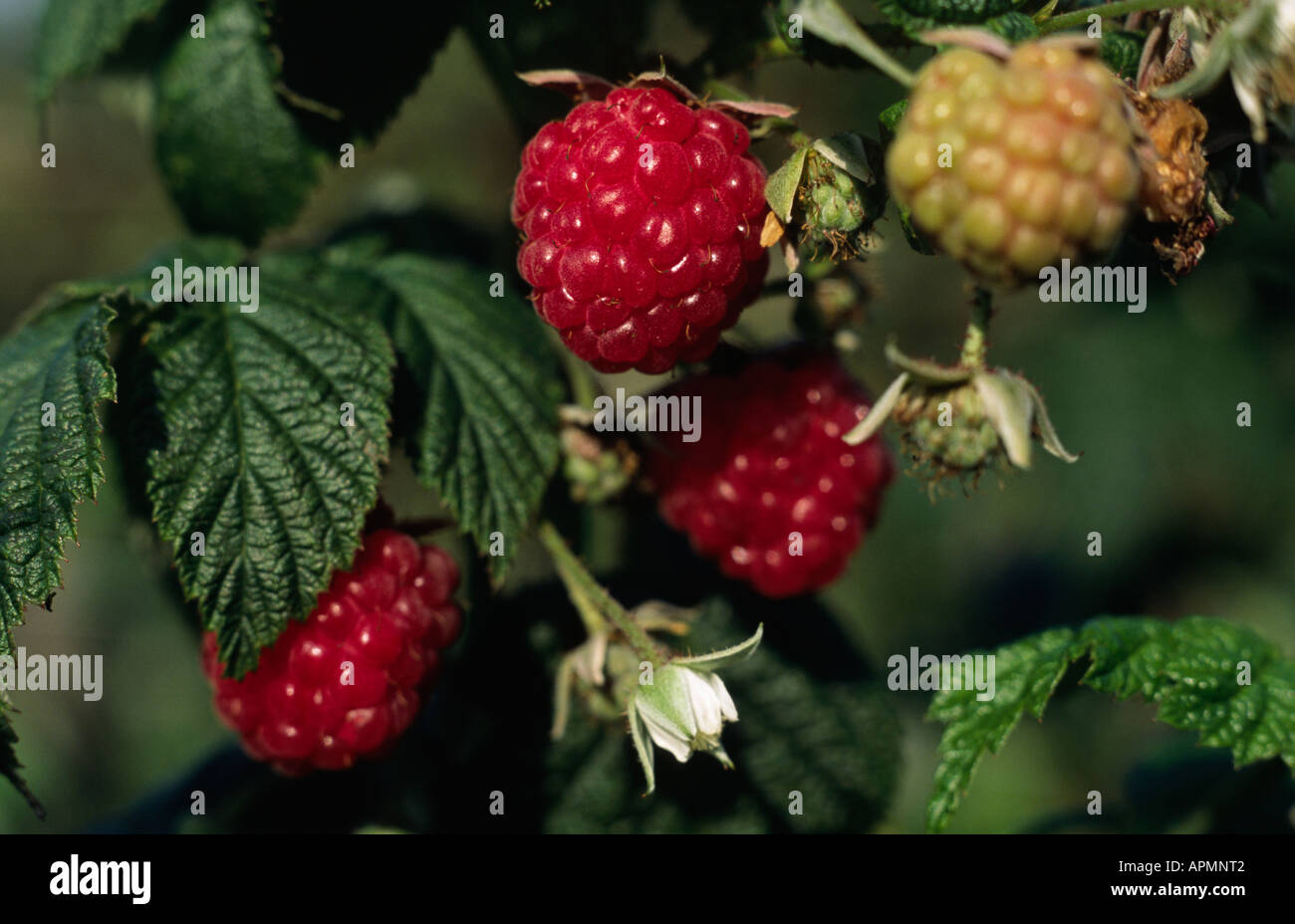 Autumn bliss raspberry hi-res stock photography and images - Alamy