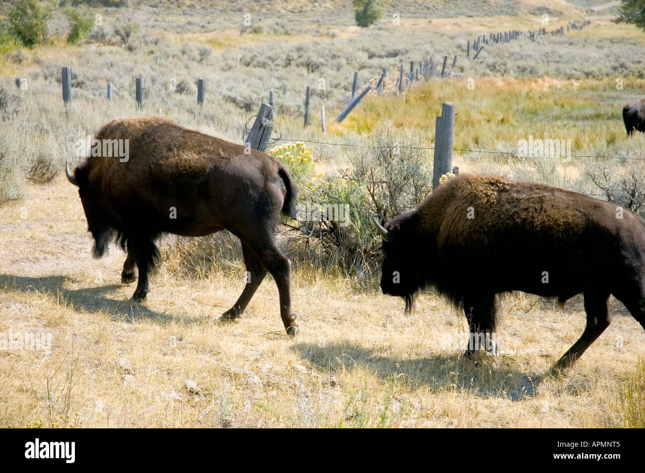 American Bison wander through a gate Stock Photo - Alamy