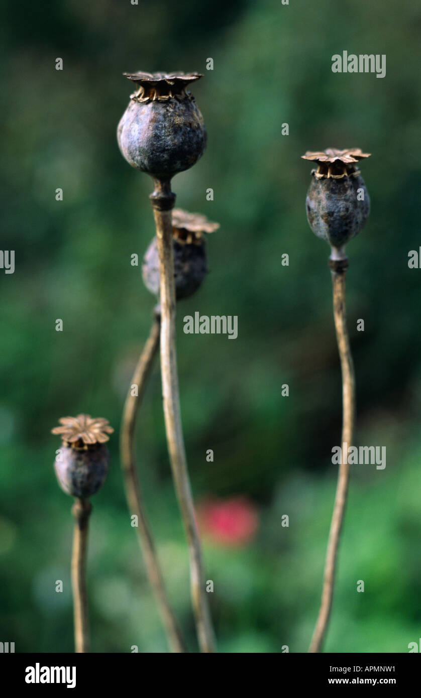 Opium poppy seed heads Stock Photo - Alamy