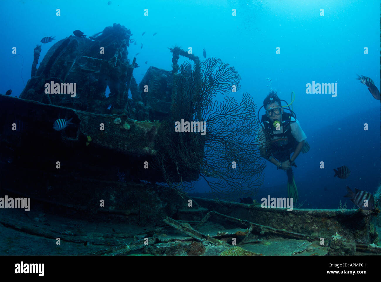 Barbados reef fish hi-res stock photography and images - Alamy
