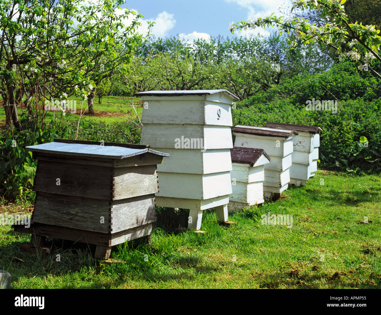 Lopen head hi-res stock photography and images - Alamy