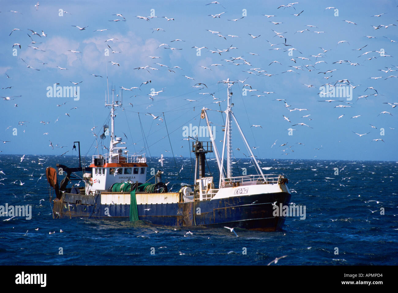 Northern gannets Morus bassanus surround the Danish sandeel trawler ...