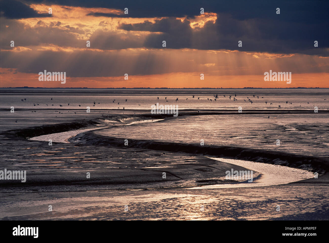 Inter tidal mudflats and Wolferton Creek at The Wash estuary Snettisham ...