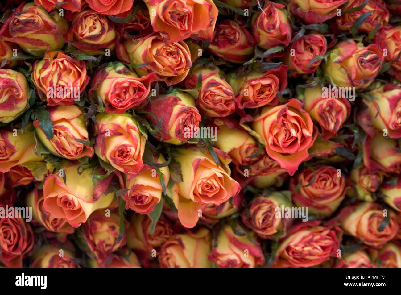 Bunch of Roses Stock Photo - Alamy