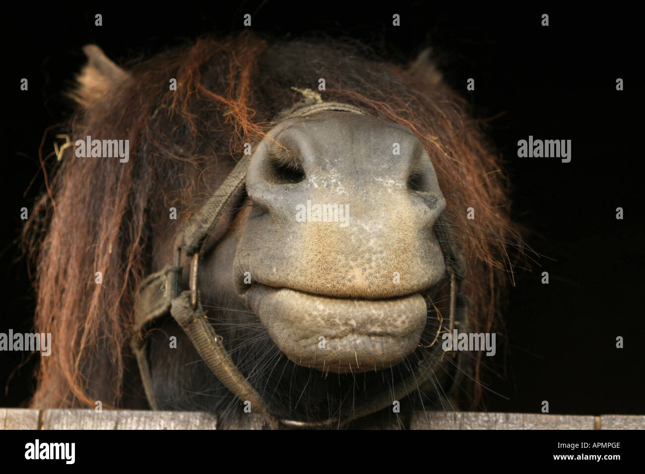 Shetland Pony s head resting on a stable door Stock Photo - Alamy