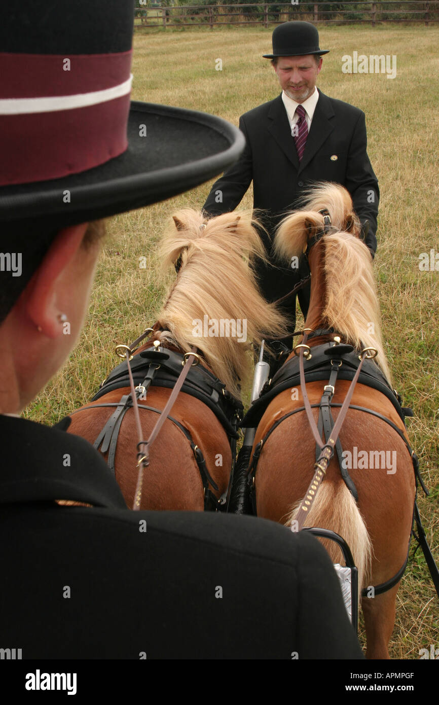 Shetland ponies in harness hi-res stock photography and images - Alamy