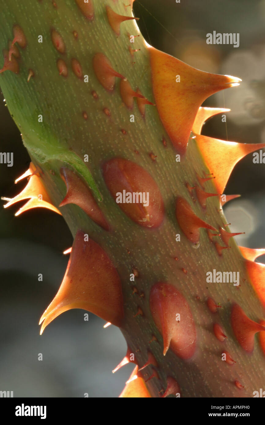 Rose thorns hi-res stock photography and images - Alamy